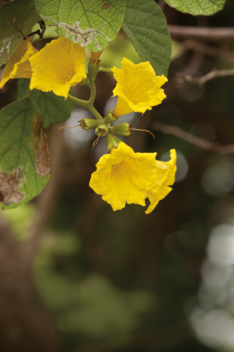 A Guide to Geiger Trees - Coral Gables Magazine