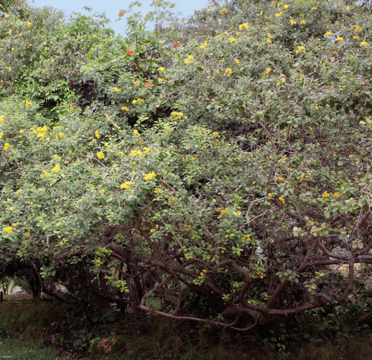 A Guide to Geiger Trees - Coral Gables Magazine