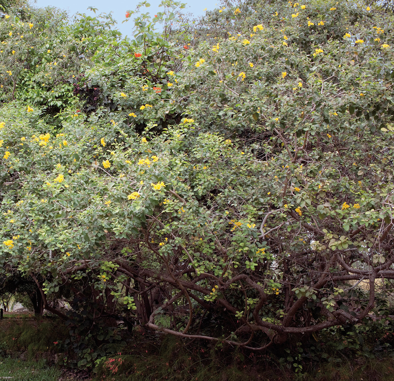 A Guide to Geiger Trees - Coral Gables Magazine