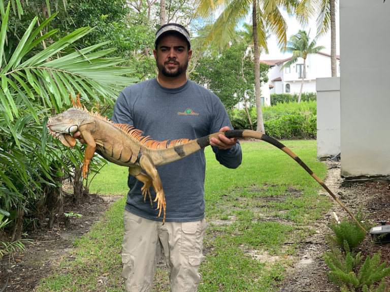 Iguana Hunters - Coral Gables Magazine